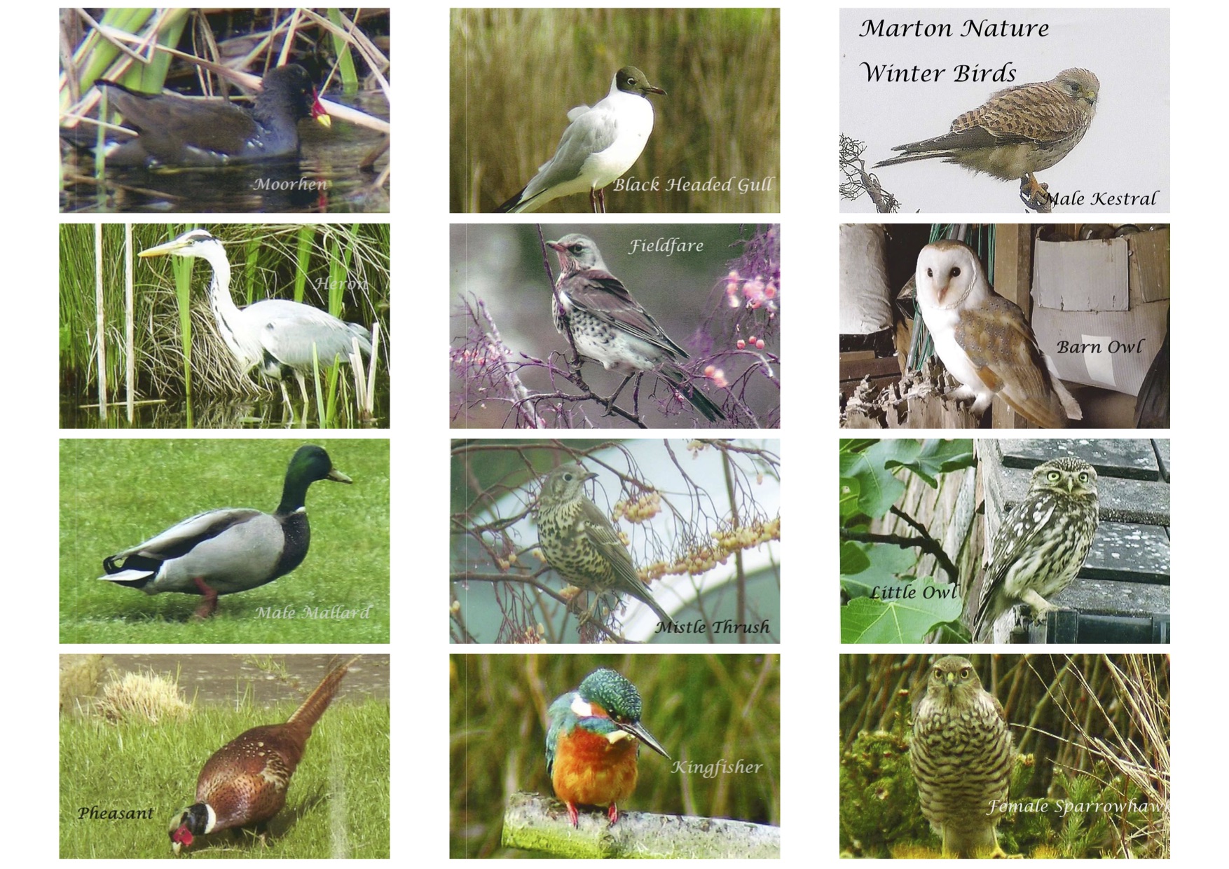 Marton Nature – Marton Village